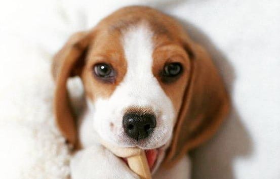 14 Funny Photos Of Beagles That Will Make You Smile - PetPress
