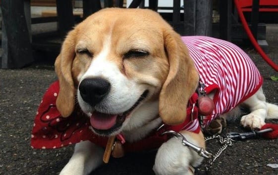 14 Beagles Who Love Smile - PetPress
