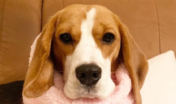 14 Magnificent Facts About Beagles - PetPress