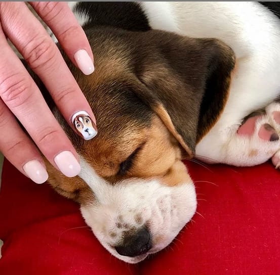 14 Manicure Designs For Beagle Lovers - PetPress