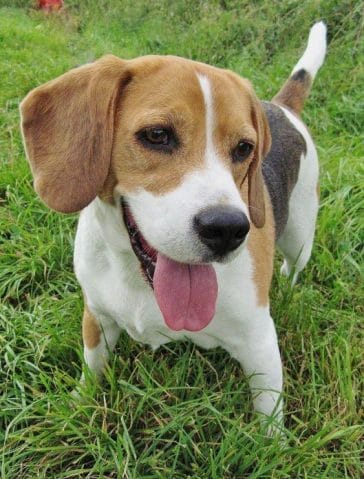 14 Beagles Who Love Smile - PetPress
