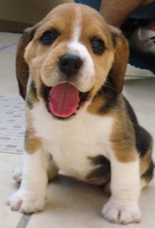 14 Beagles Who Love Smile - PetPress