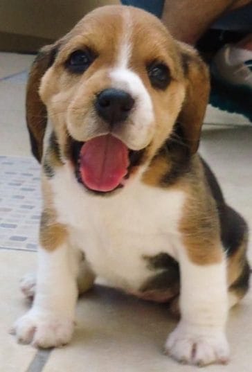 14 Beagles Who Love Smile - PetPress