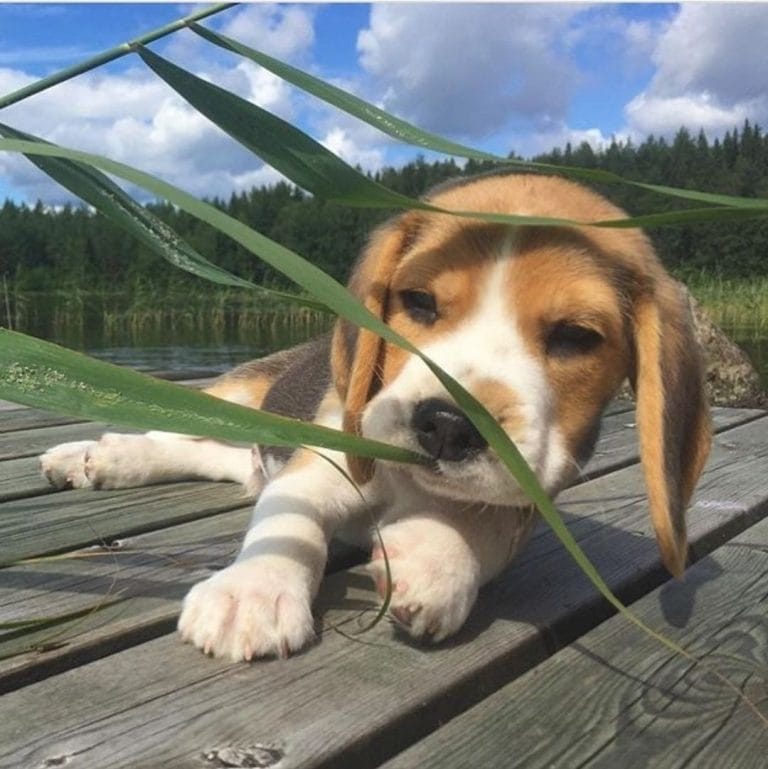 15 Things Beagle Loves To Do - PetPress