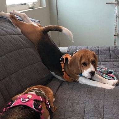 14 Charming Pictures Of Beagles - PetPress