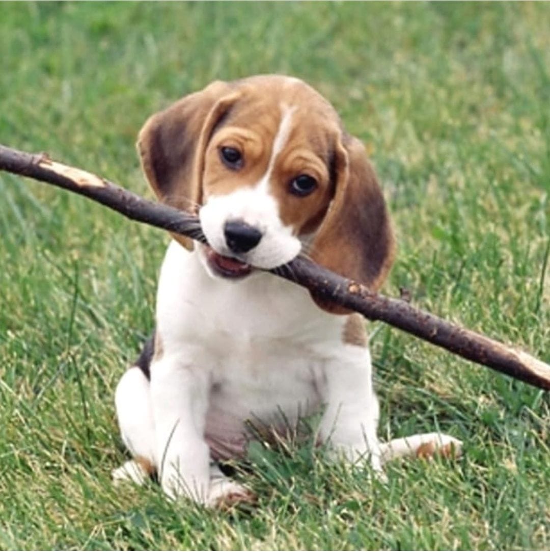 15 Things Beagle Loves To Do - PetPress