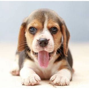14 Charming Pictures Of Beagles - PetPress
