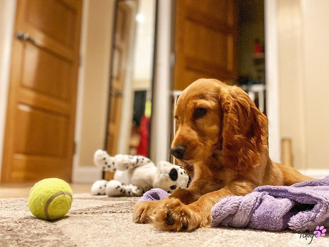 14 Magnificent Facts About English Cocker Spaniels - PetPress