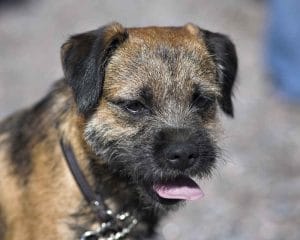 14 Facts About Border Terriers - PetPress