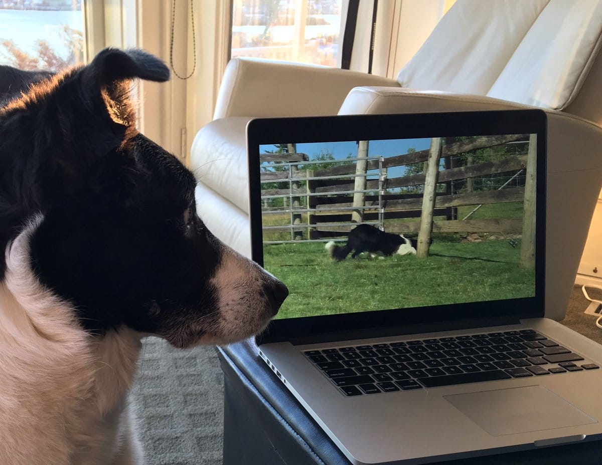 14 Essential Road Trip Tips That Will Give Your Border Collie Adventure ...