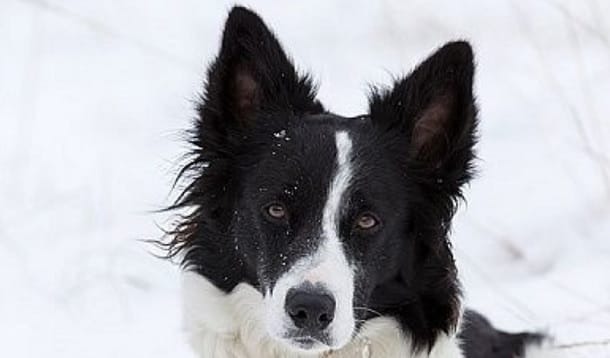 14 Funny Collies Who Love Snow - PetPress