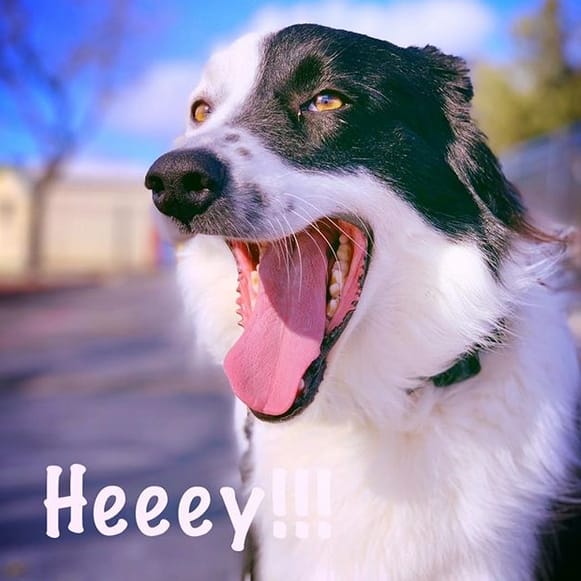 14 Funny Border Collie Memes That Will Make Your Day! - PetPress