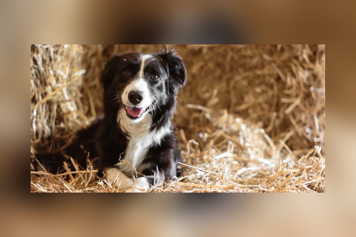 14 Essential Road Trip Tips That Will Give Your Border Collie Adventure ...