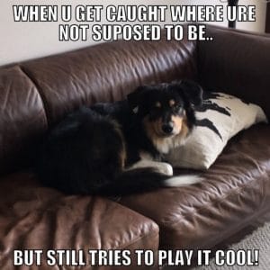 14 Funny Border Collie Memes That Will Make Your Day! - PetPress