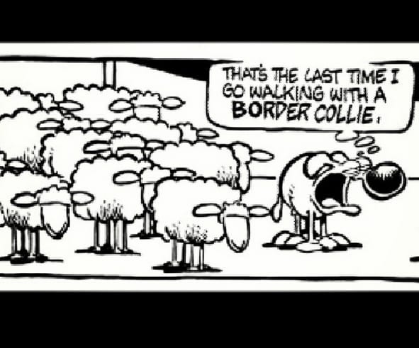 14 Funny Border Collie Memes That Will Make You Laugh! - PetPress