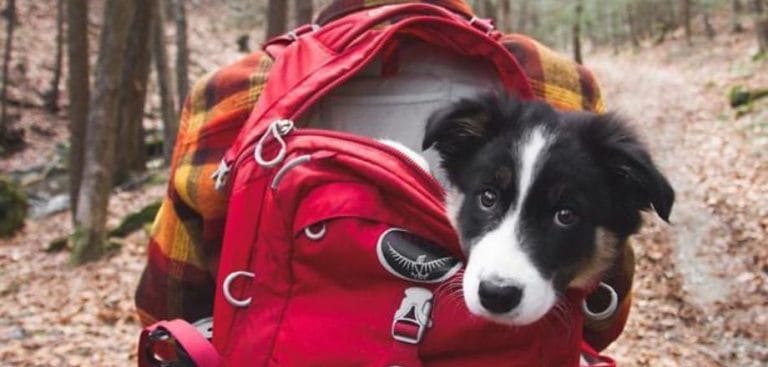 14 Essential Road Trip Tips That Will Give Your Border Collie Adventure ...