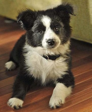 14 Cute Border Collies That Will Cheer You Up - PetPress
