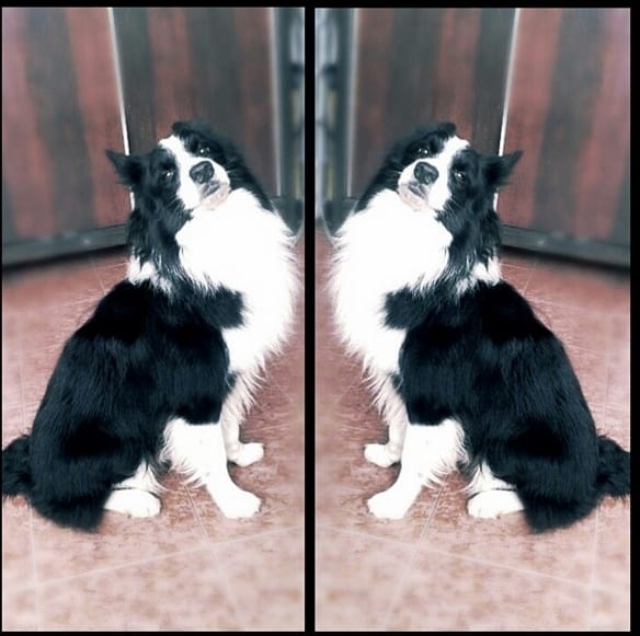 14 Funny Border Collie Memes That Will Make Your Day! - PetPress