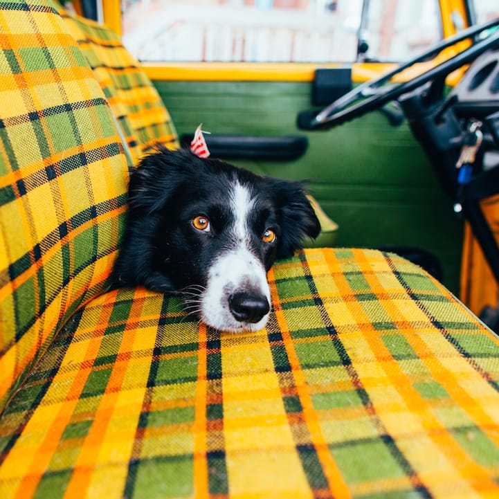 14 Essential Road Trip Tips That Will Give Your Border Collie Adventure ...