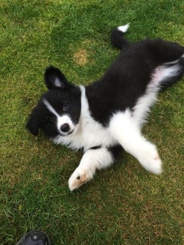 14 Cute Border Collies That Will Cheer You Up - PetPress