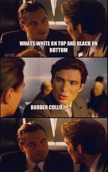 14 Funny Border Collie Memes That Will Make You Laugh! - PetPress