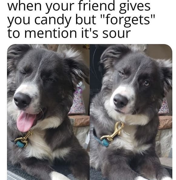 14 Funny Border Collie Memes That Will Make Your Day! - PetPress