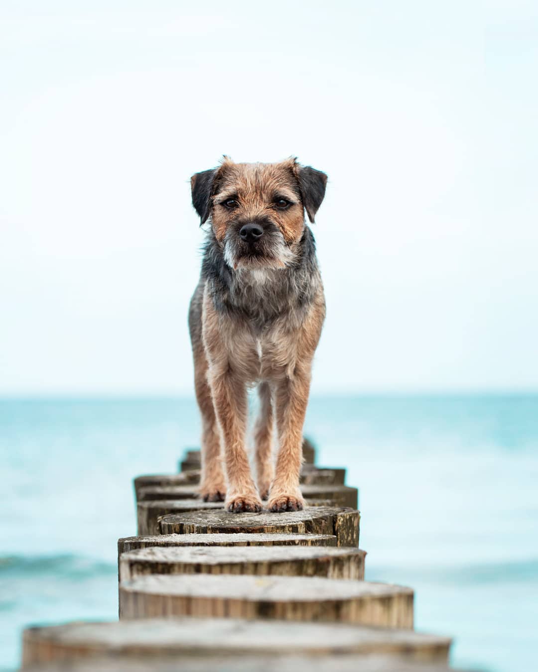 14 Amazing Facts About Border Terriers - PetPress