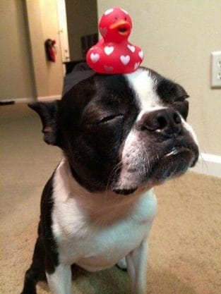 14 Fun Photos Of Boston Terriers With Their Favorite Toys - PetPress