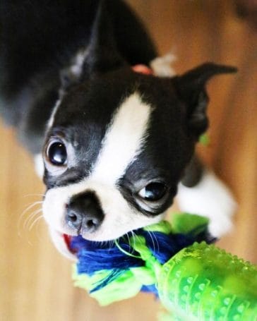 14 Fun Photos Of Boston Terriers With Their Favorite Toys - Page 2 of 4 ...