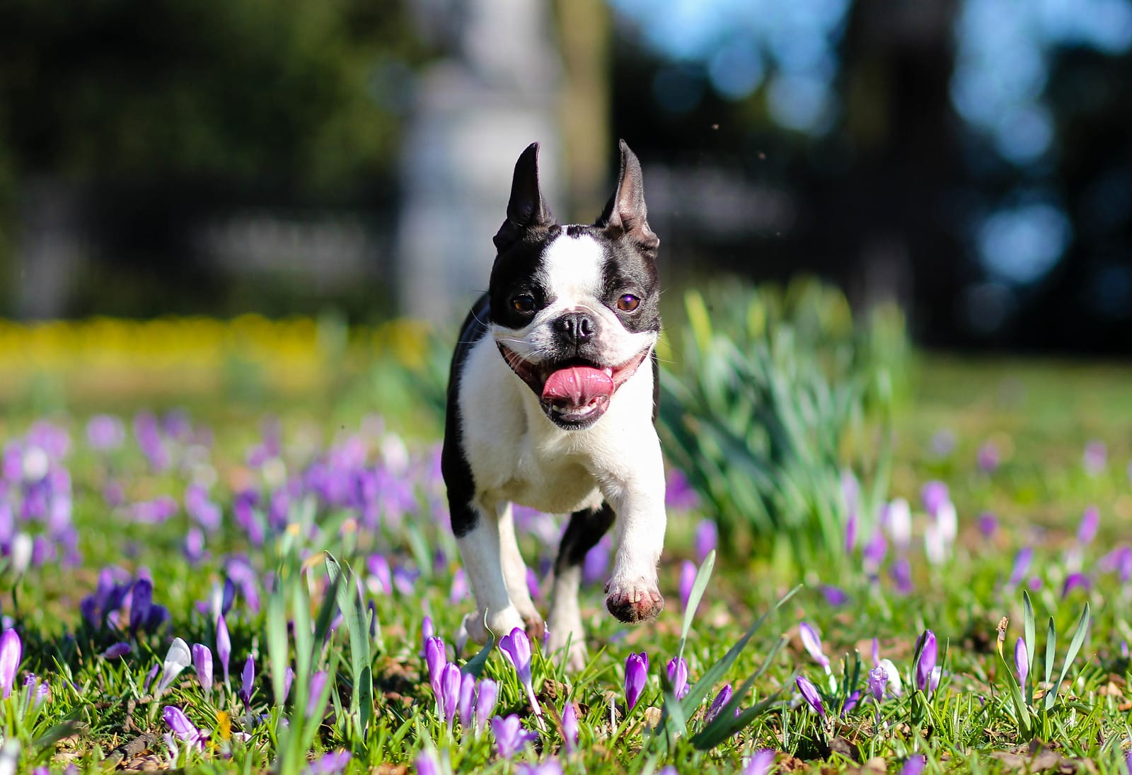 14 Fabulous Facts About The Boston Terrier - PetPress