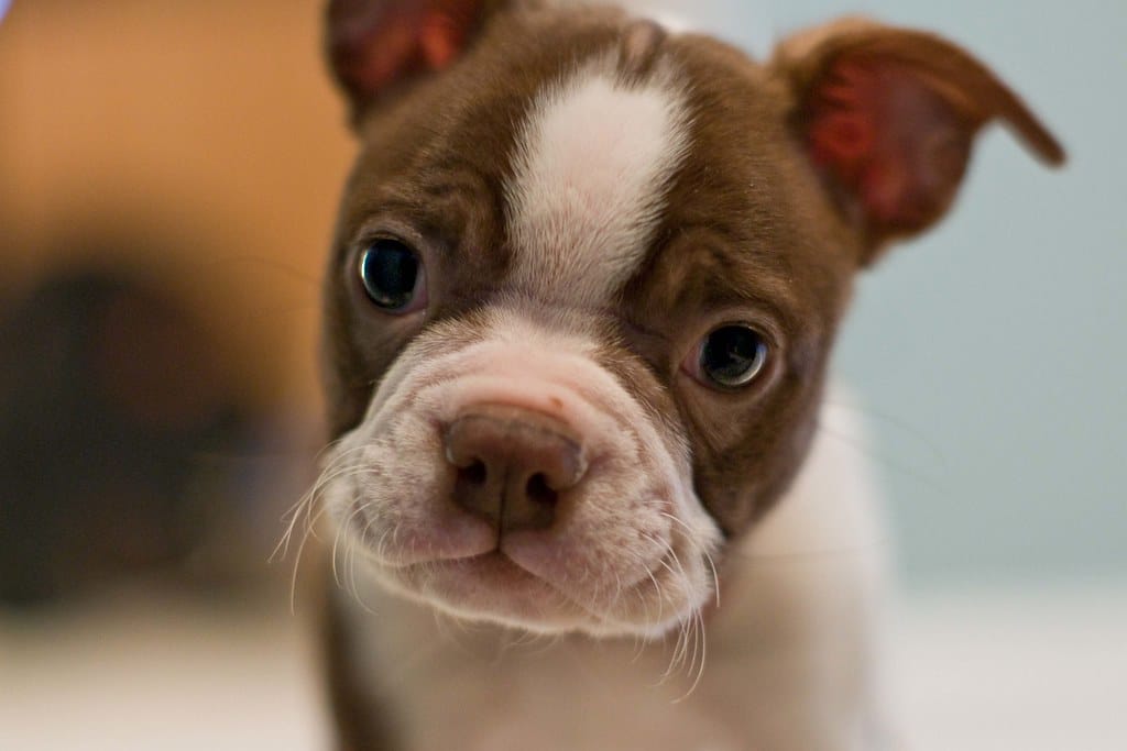 14 Fabulous Facts About The Boston Terrier - PetPress