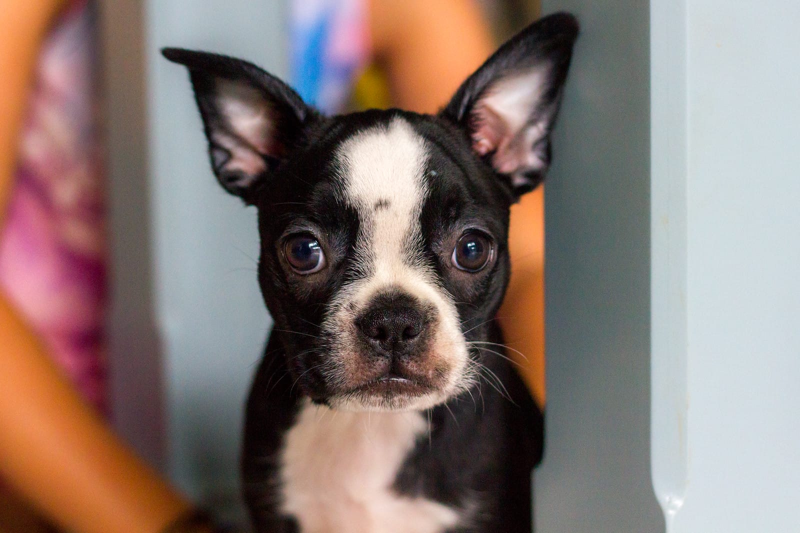 14 Fabulous Facts About The Boston Terrier - PetPress