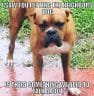 14 Funny Memes That Only Boxer Owners Will Understand! - PetPress
