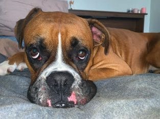 14 Funny Memes That Only Boxer Owners Will Understand! - PetPress