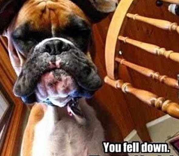 14 Funny Memes That Only Boxer Owners Will Understand! - Page 2 of 3 ...