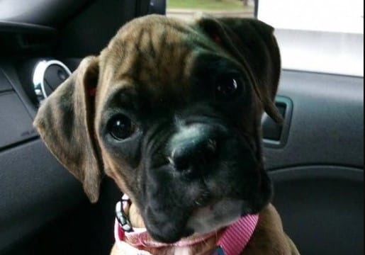 The 14 Cutest Boxer Puppies That Will Make Your Day - PetPress