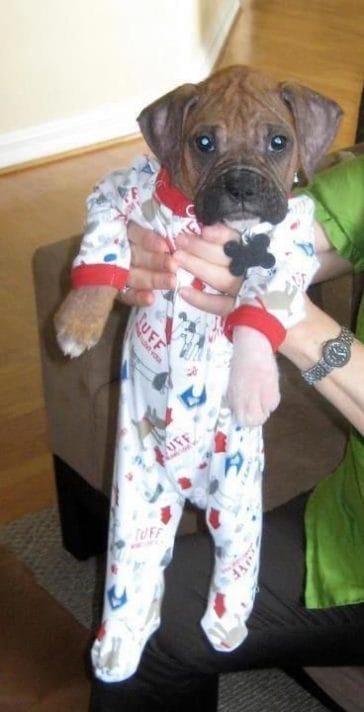 The 14 Cutest Boxer Puppies That Will Make Your Day - PetPress