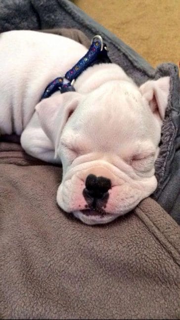 14 Of The Weirdest But Truly Wonderful Boxer Sleeping Positions - PetPress