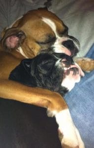 14 Of The Weirdest But Truly Wonderful Boxer Sleeping Positions - PetPress