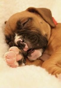 14 Of The Weirdest But Truly Wonderful Boxer Sleeping Positions - PetPress