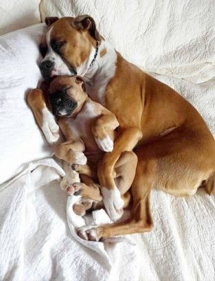 14 Of The Weirdest But Truly Wonderful Boxer Sleeping Positions - PetPress