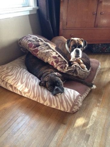 14 Of The Weirdest But Truly Wonderful Boxer Sleeping Positions - Page ...