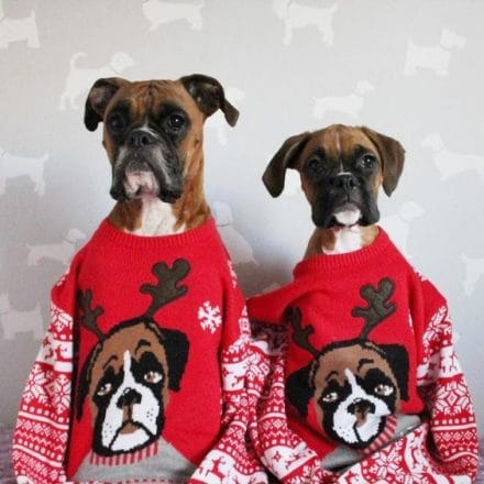 14 Christmas Boxers That You Will Surely Love - PetPress