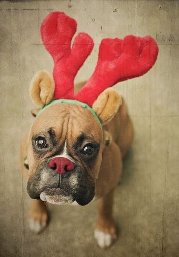 14 Christmas Boxers That You Will Surely Love - PetPress