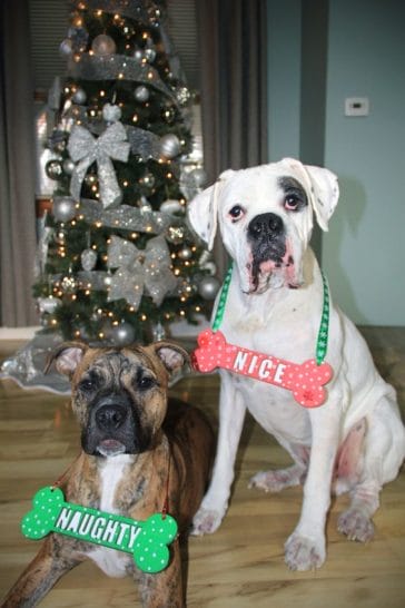 14 Christmas Boxers That You Will Surely Love - PetPress