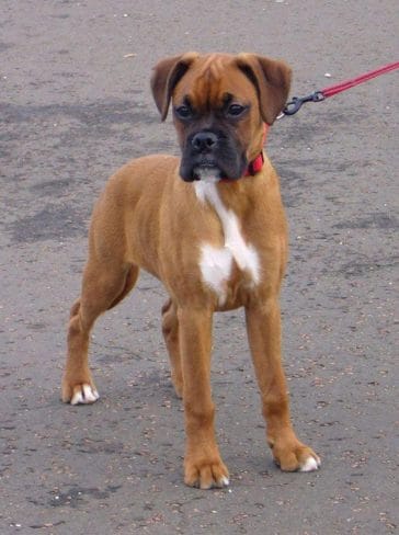 14 Facts About Boxer Dogs You Probably Didn't Know - PetPress