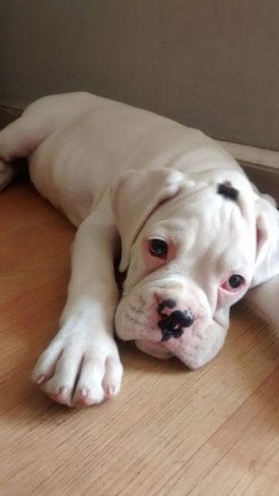 14 Gorgeous White Boxers That Will Melt Your Heart - PetPress