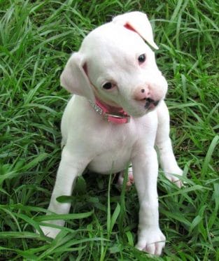 14 Gorgeous White Boxers That Will Melt Your Heart - PetPress