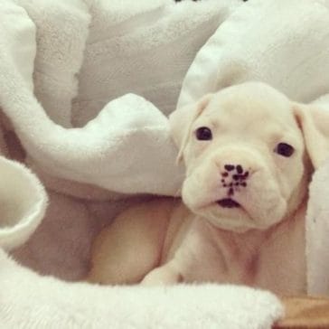 14 Gorgeous White Boxers That Will Melt Your Heart - PetPress