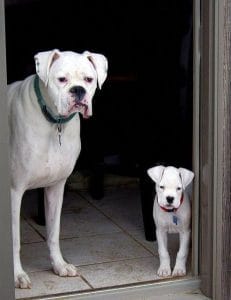 14 Gorgeous White Boxers That Will Melt Your Heart - Page 2 of 3 - PetPress